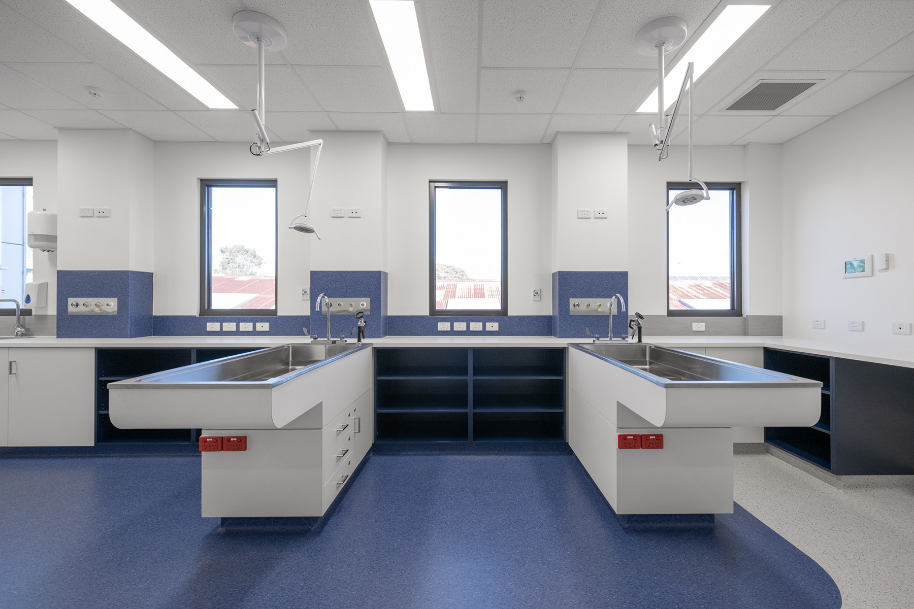 Lort Smith Animal Hospital in North Melbourne reaches milestone with ...