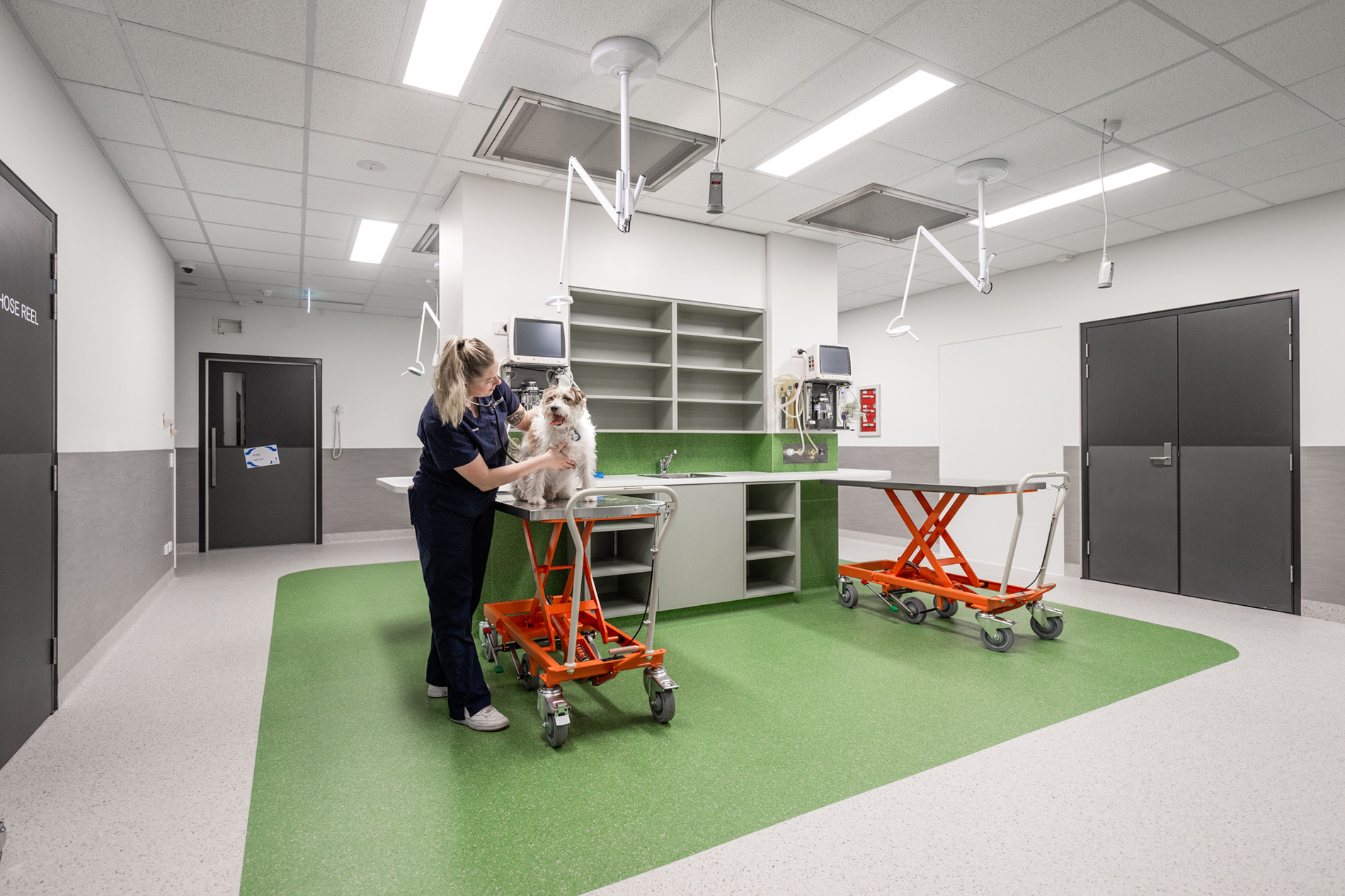 Lort Smith Animal Hospital in North Melbourne reaches milestone with ...